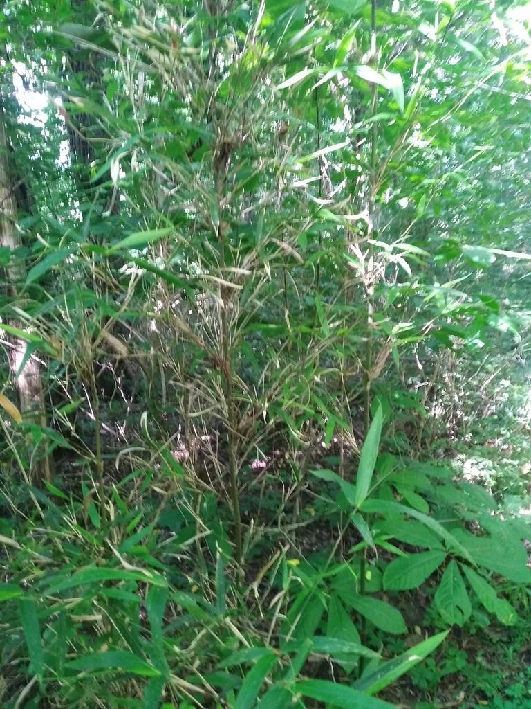 river cane from Searcy County, AR, USA on June 19, 2022 at 05:06 PM by ...