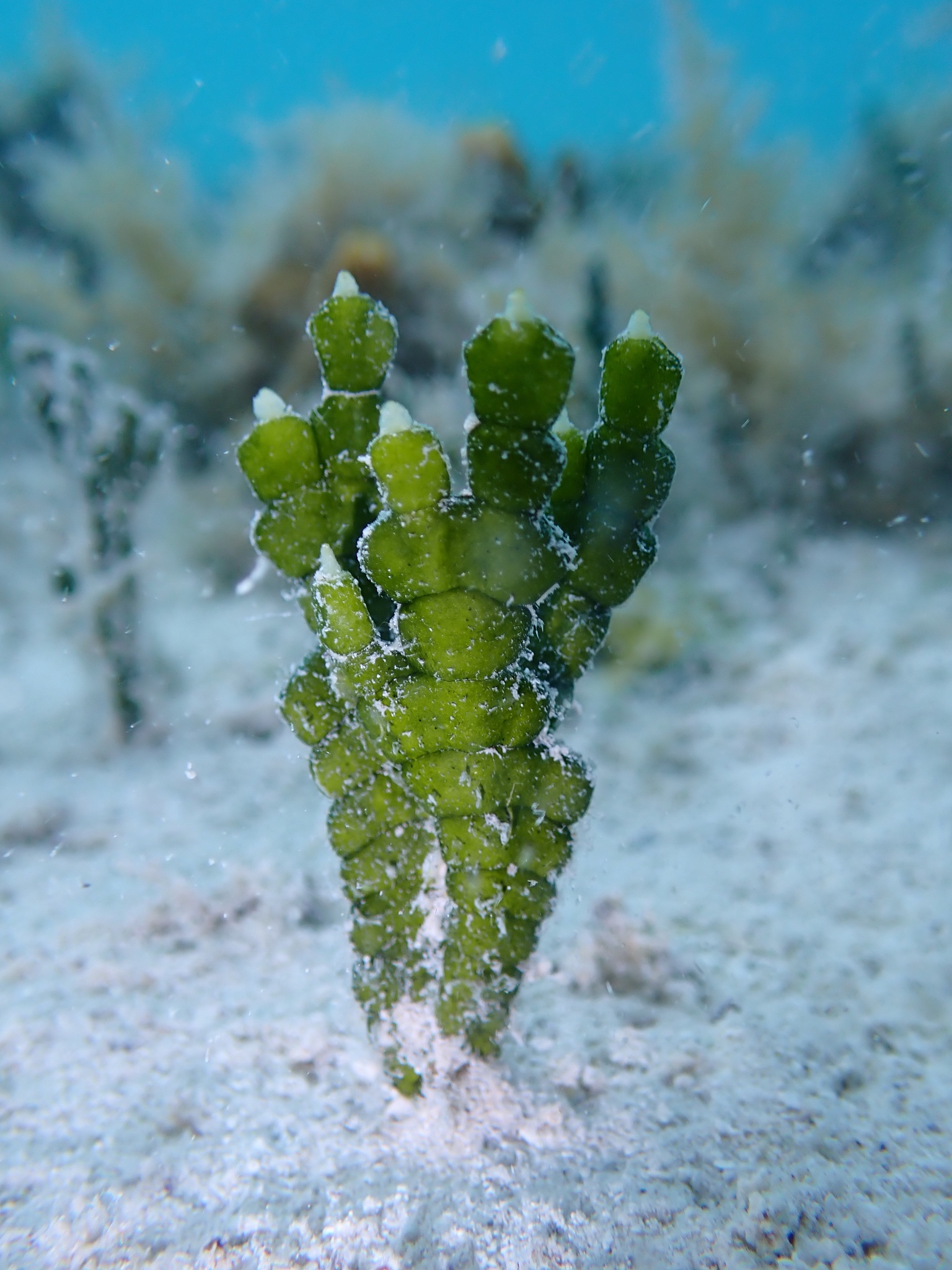 Halimeda monile (J.Ellis & Sol.) J.V.Lamour., 1816