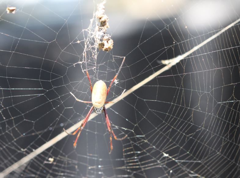 Tiger Spider from Sanma Province, Vanuatu on July 4, 2018 at 02:36 PM ...