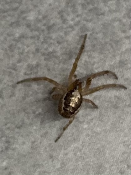 Silver-sided Sector Spider from E 25th St, Oakland, CA, US on June 19 ...