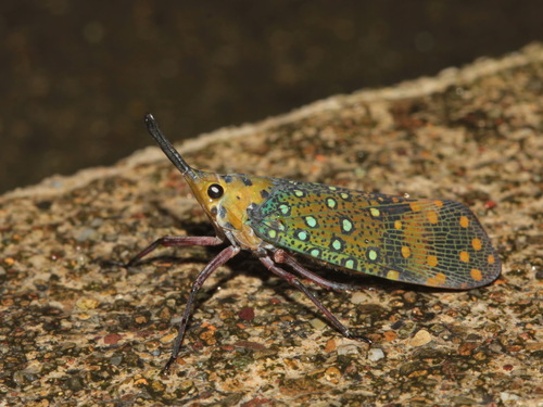 Saiva bullata · iNaturalist