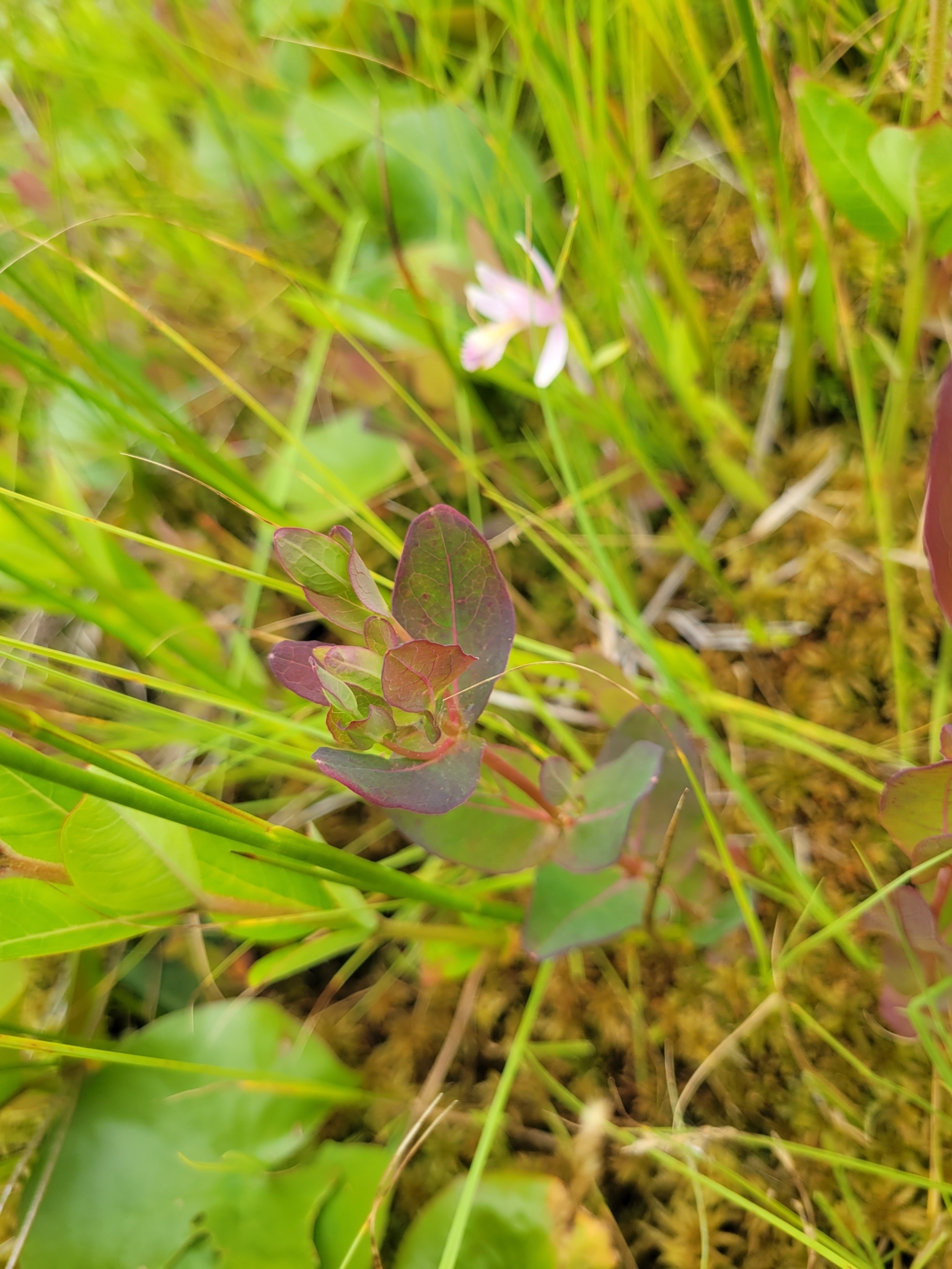 Hypericum virginicum L.