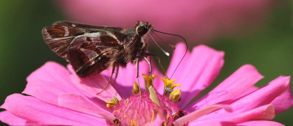 Thespieus macareus (Insectos de Veracruz. Part 2B Lepidoptera ...