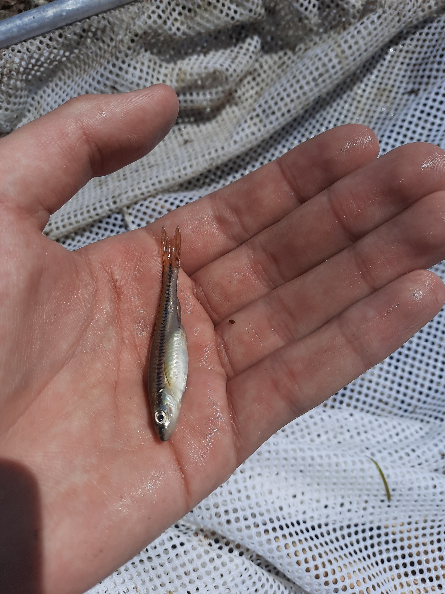 Notropis heterodon (Cope, 1865)