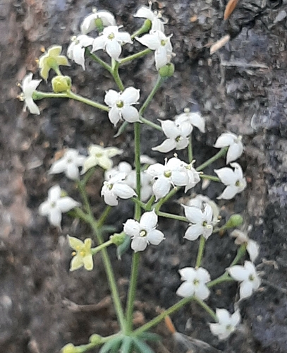 Galium caprarium · iNaturalist