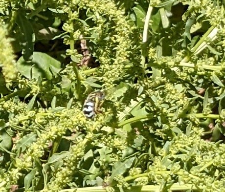 Bembix americana Fabricius, 1793