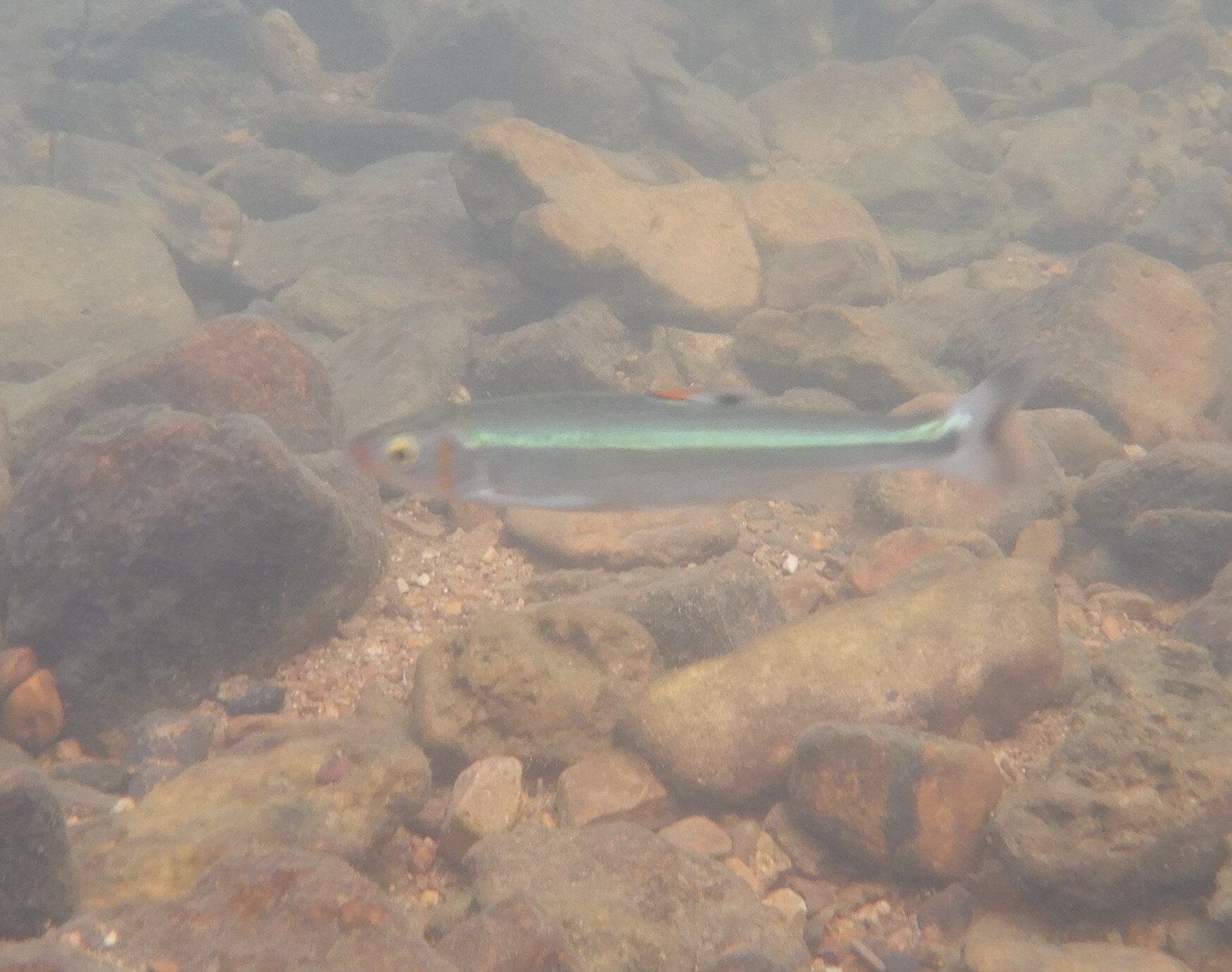 Luxilus coccogenis (Cope, 1868)