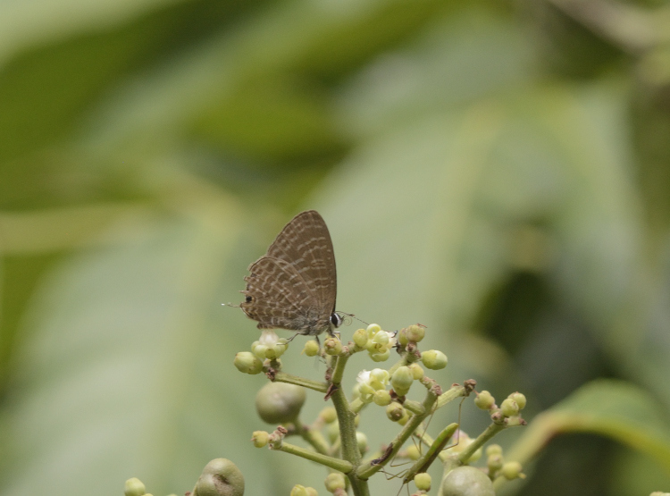 Transparent 6-line Blue from Tamhini, Maharashtra, India on June 19 ...