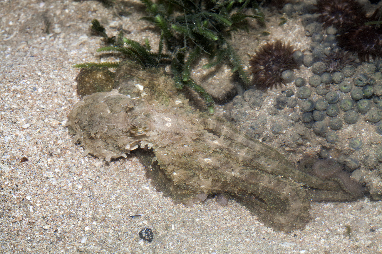 Octopus sinensis d'Orbigny, 1834