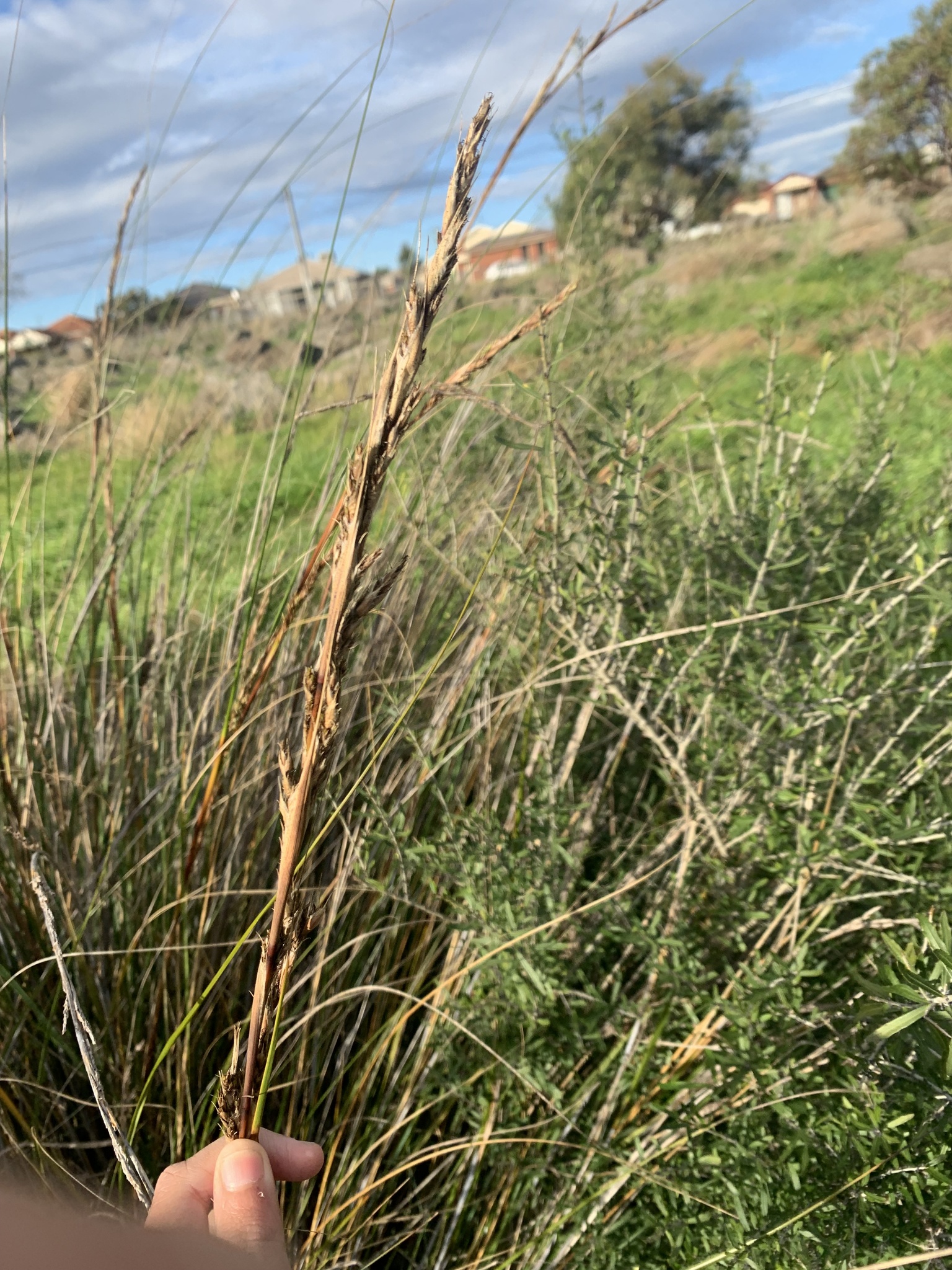 Gahnia filum (Labill.) F.Muell.