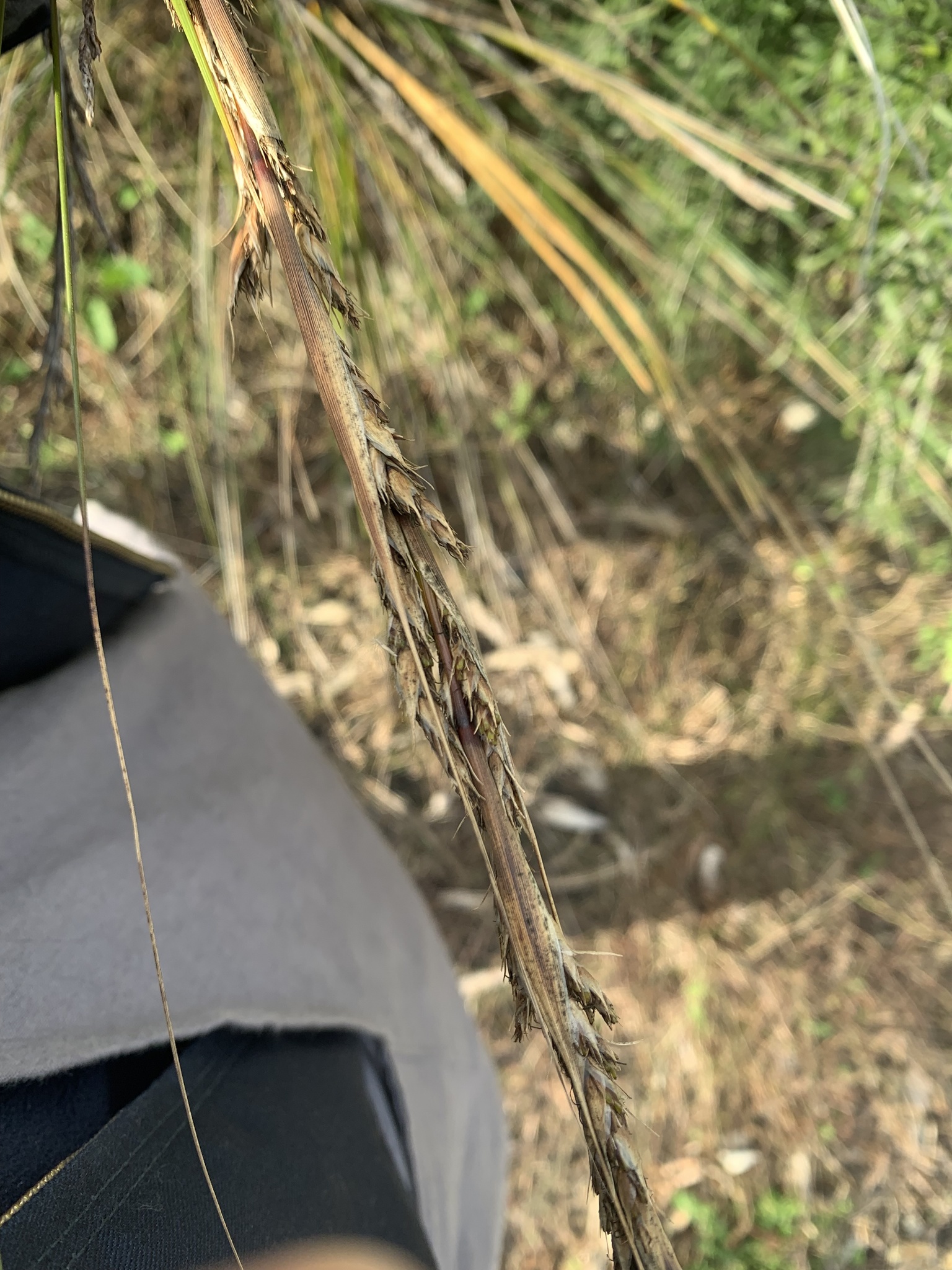 Gahnia filum (Labill.) F.Muell.