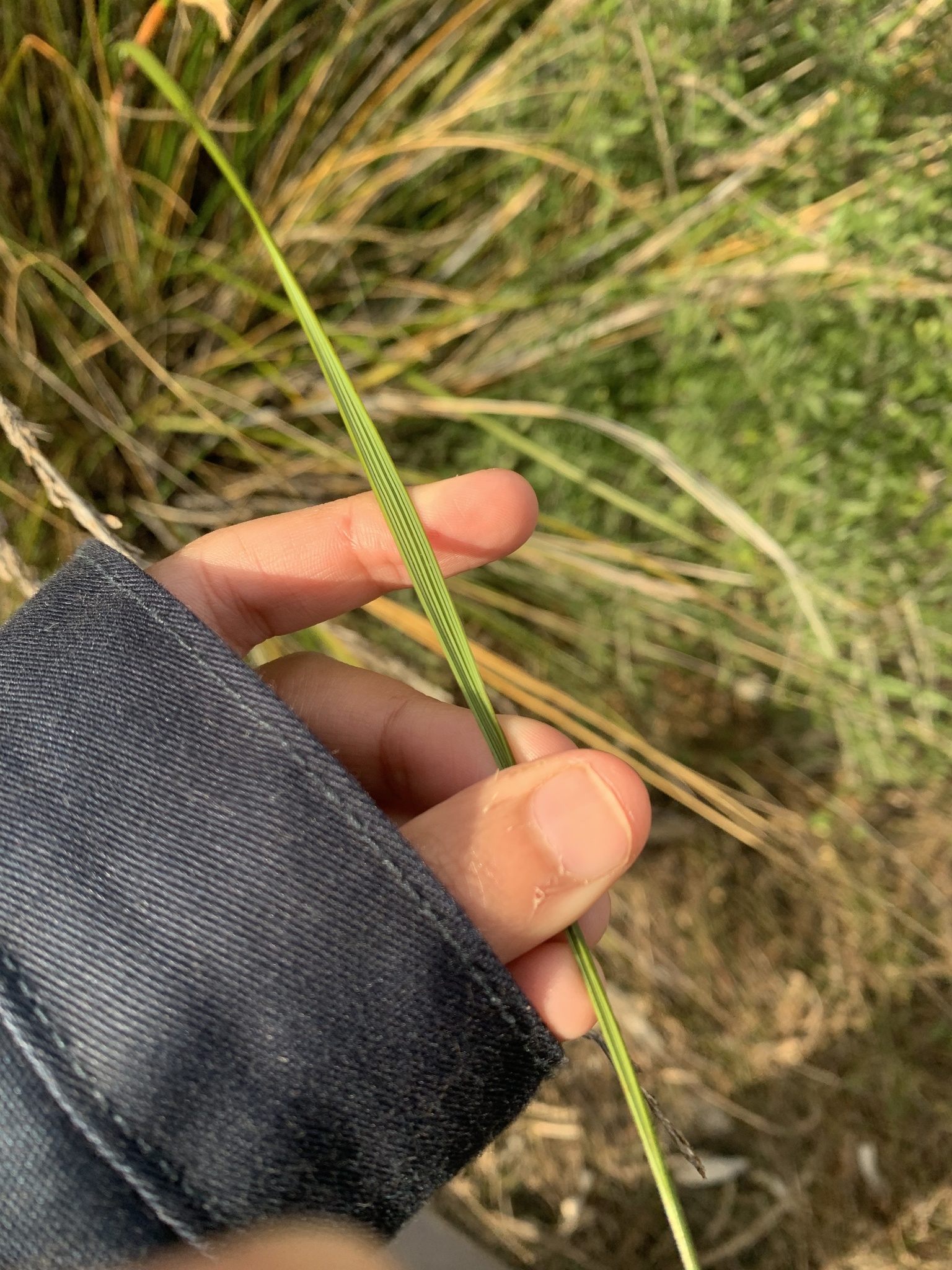 Gahnia filum (Labill.) F.Muell.