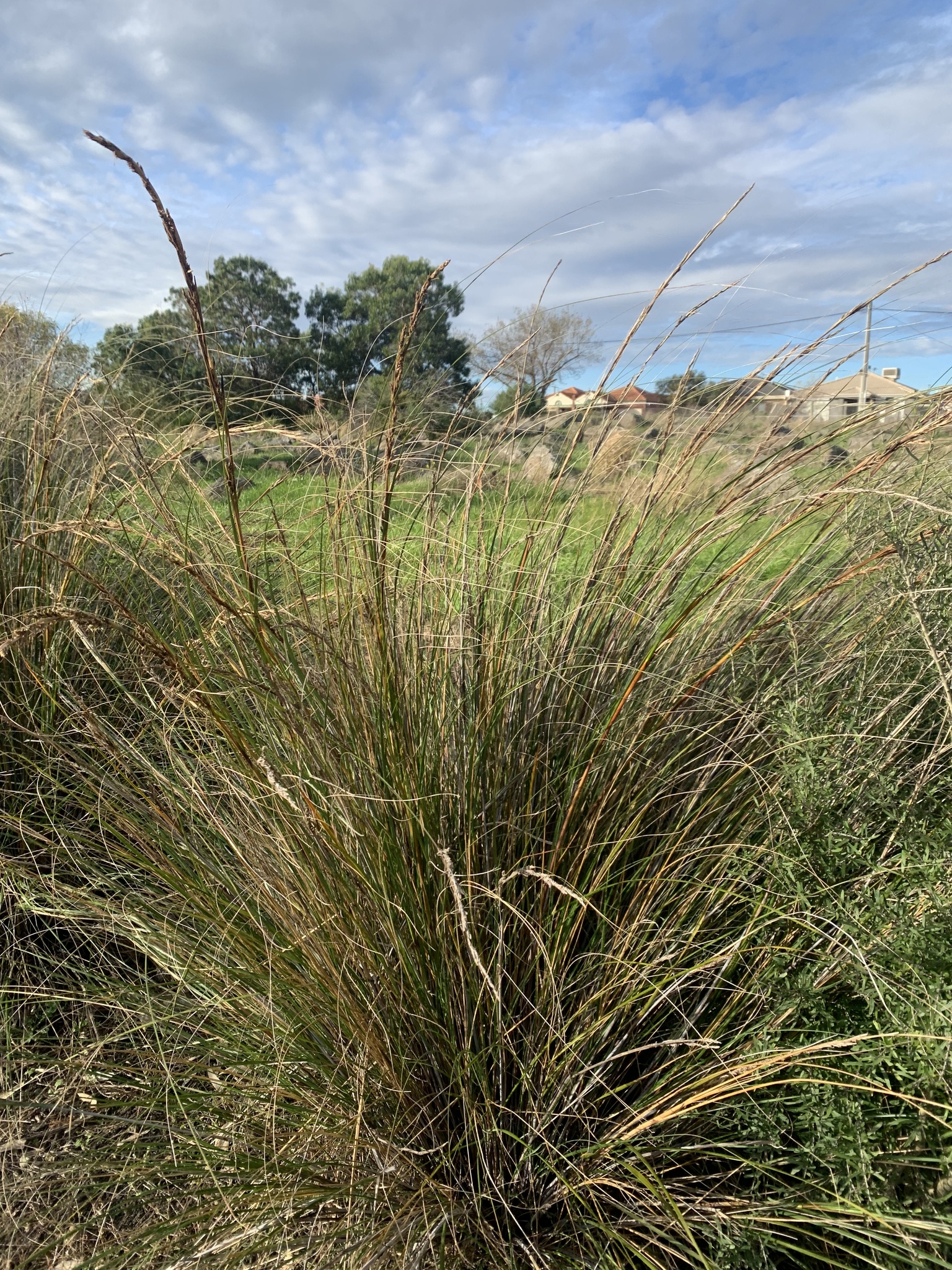 Gahnia filum (Labill.) F.Muell.