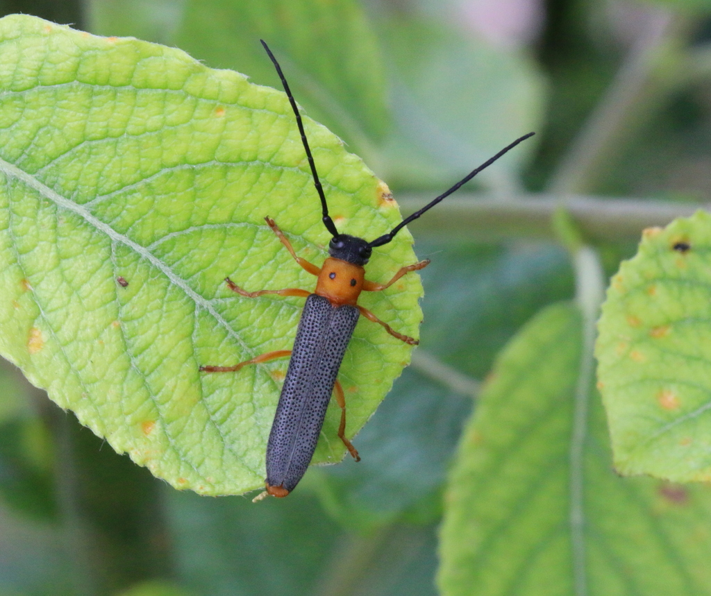 Oberea oculata from Oudalle, France on July 15, 2021 at 08:14 AM by ...