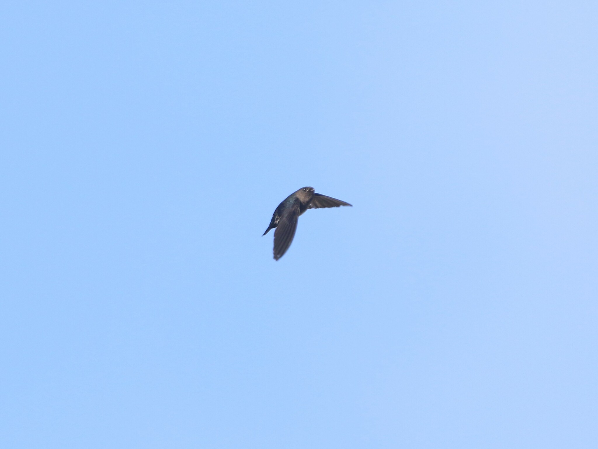 Collocalia affinis Beavan, 1867