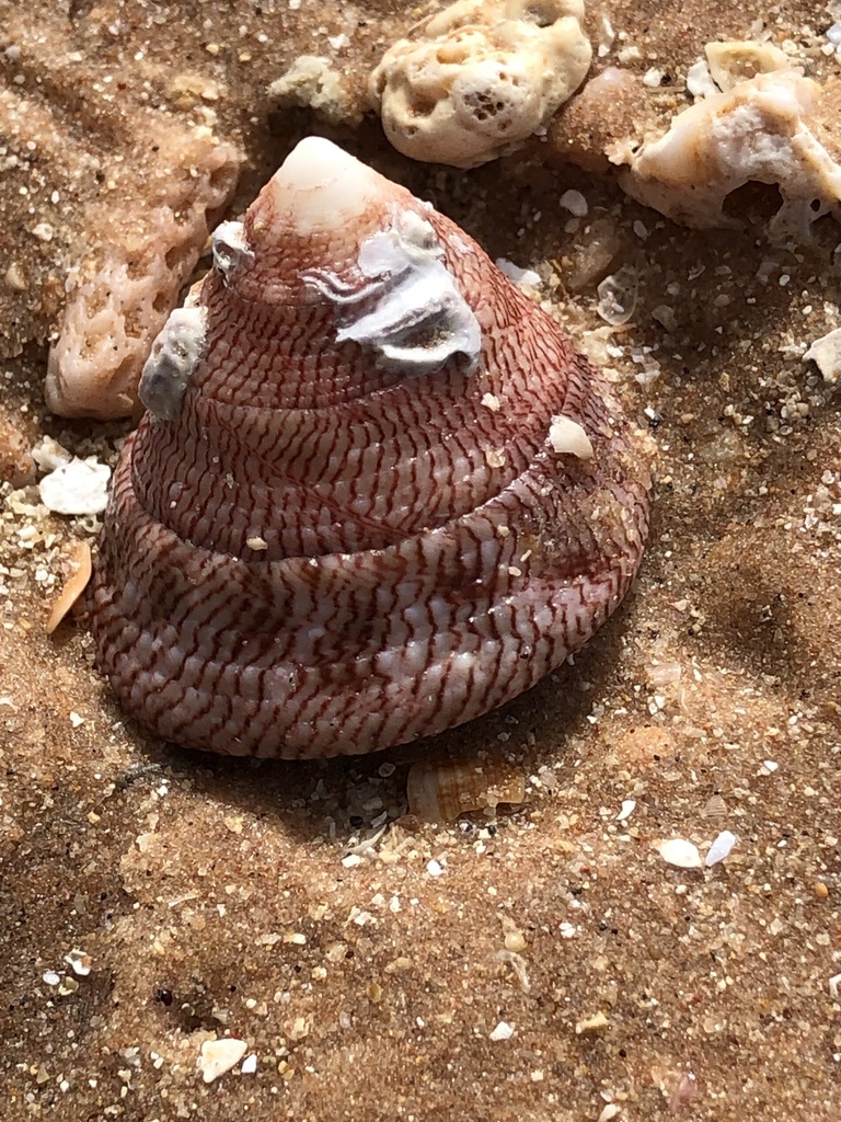 Trochus hanleyanus from Roebuck Bay, Minyirr, WA, AU on June 20, 2022 ...