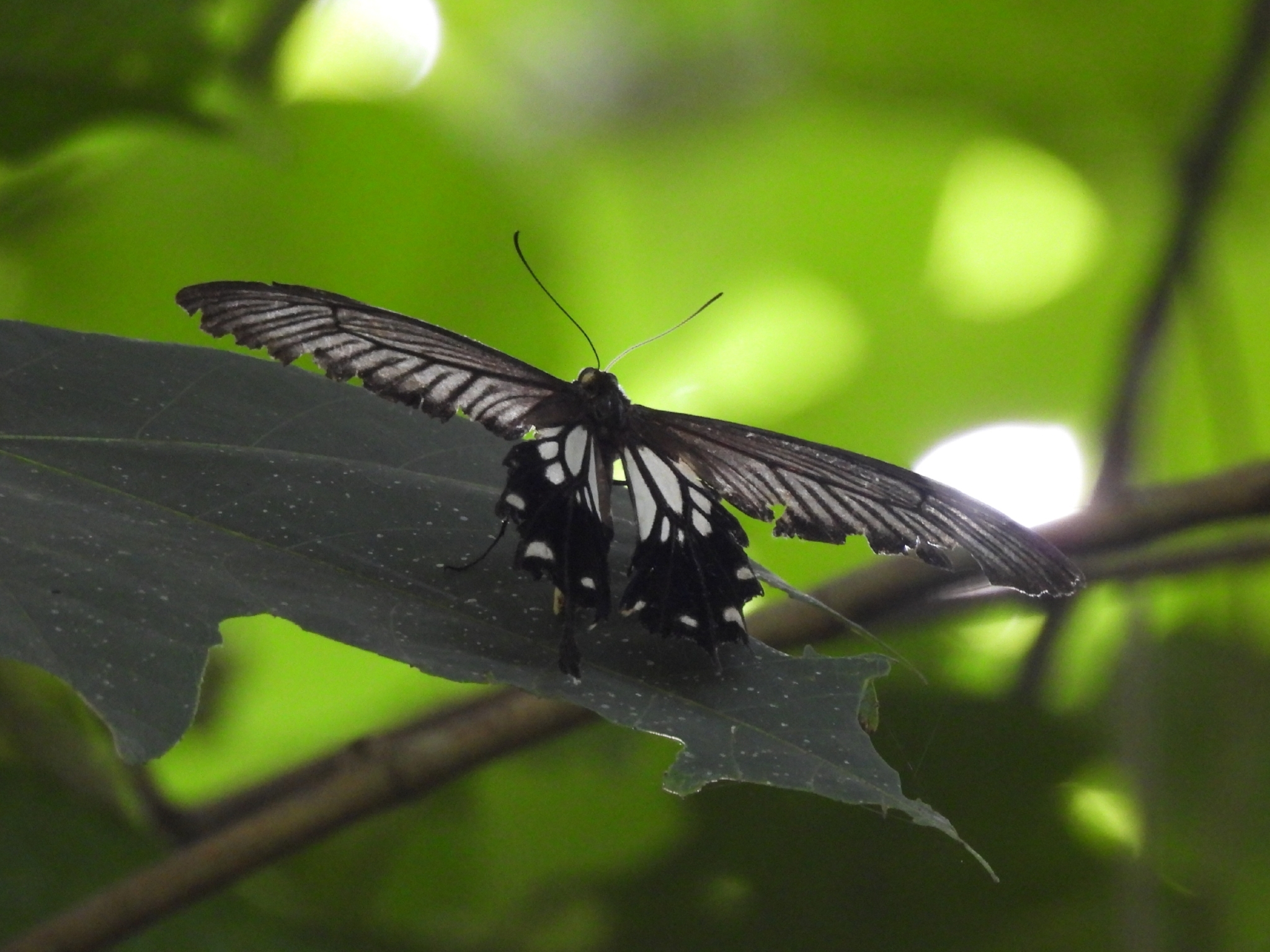 Losaria coon (Fabricius, 1793)