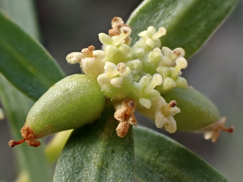 Mallee Rice-flower (Pimelea microcephala microcephala) - Botanical Realm