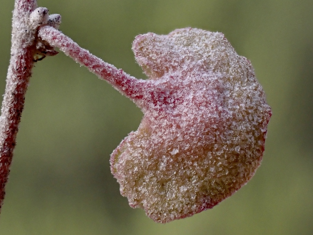 Kidney Saltbush (Atriplex stipitata) - Botanical Realm
