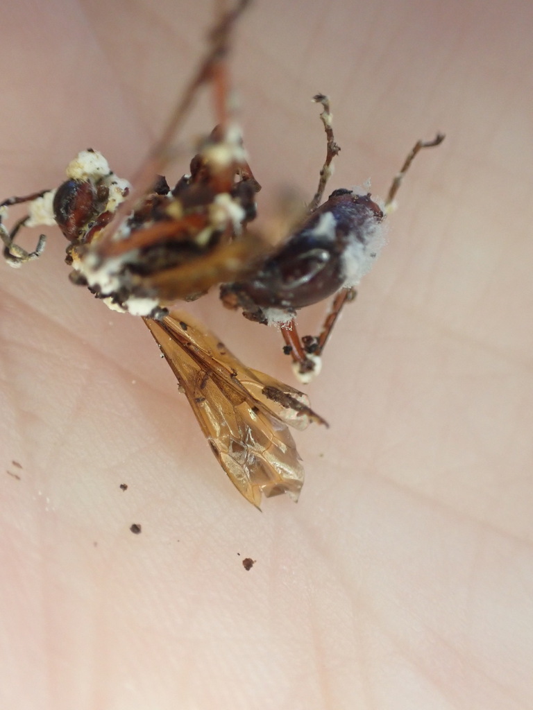 Beauveria from Horoeka Scenic Reserve on June 11, 2022 at 02:17 PM by ...