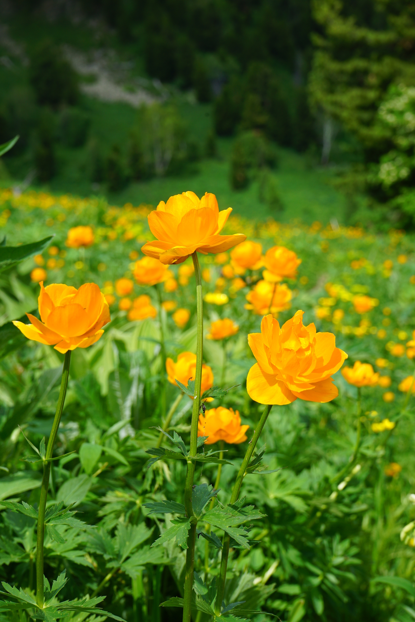 Trollius altaicus C.A.Mey.