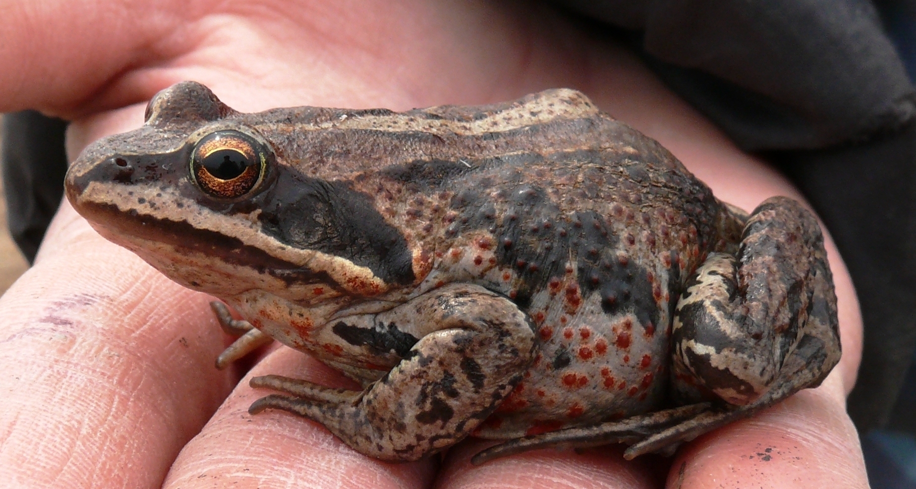 Rana amurensis Boulenger, 1886