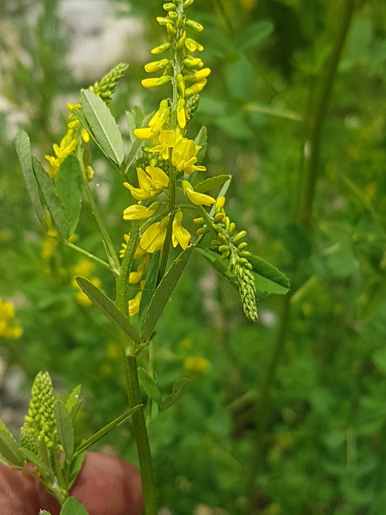 Yellow Sweet Clover (Deer Grove Natural Areas Volunteers Invasive ...
