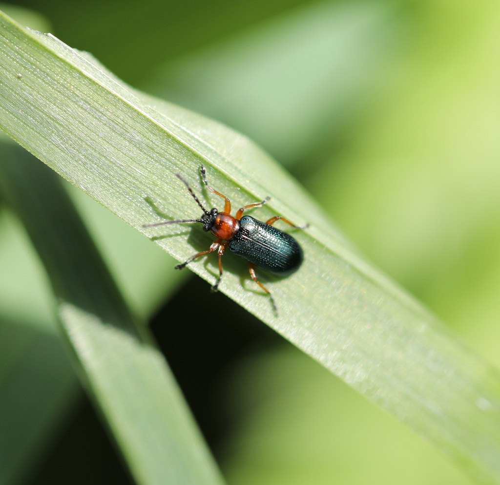Cereal Leaf Beetle from Oudalle, France on April 10, 2022 at 09:52 AM ...