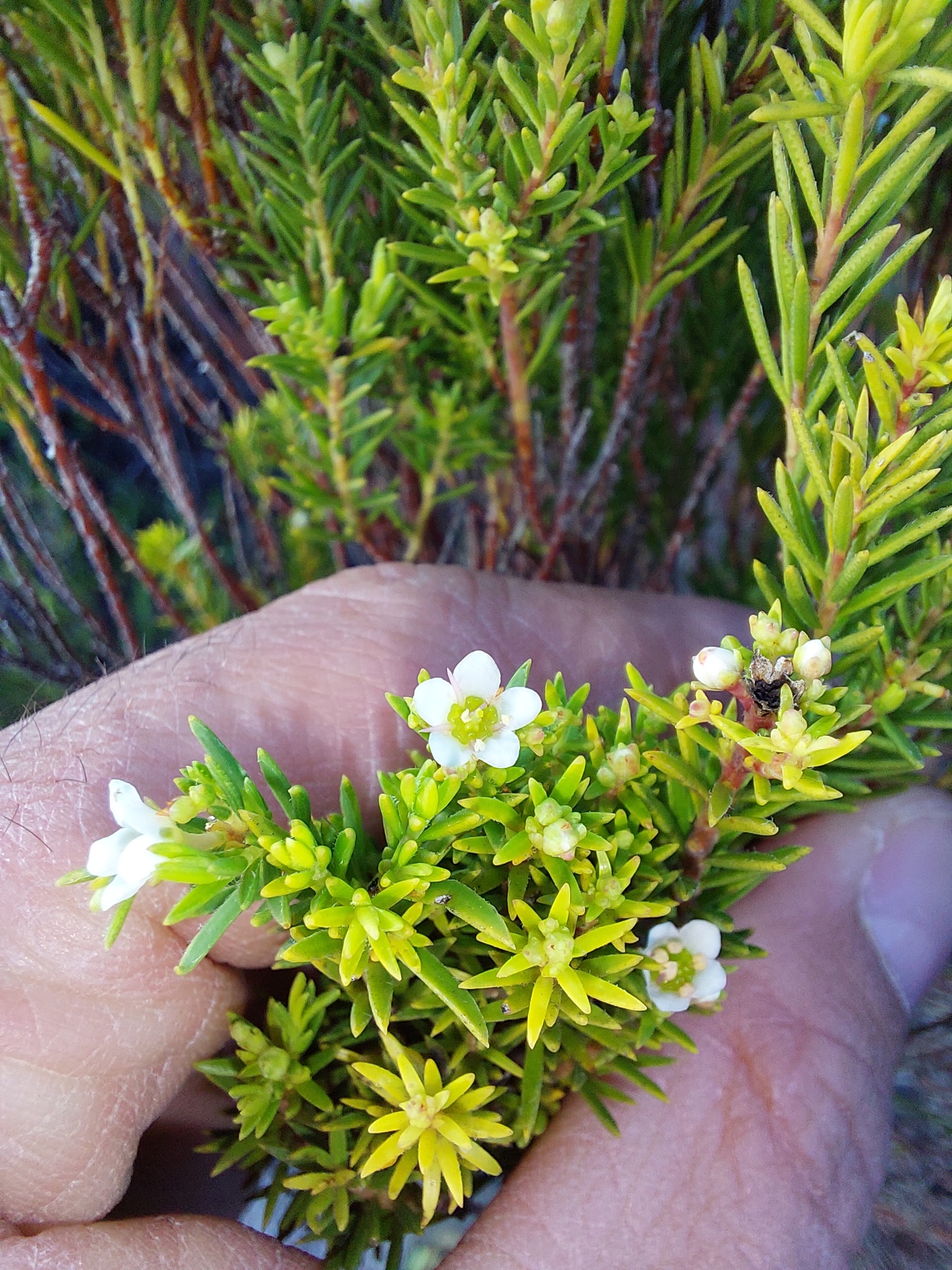 Coleonema album (Thunb.) Bartl. & H.L.Wendl.