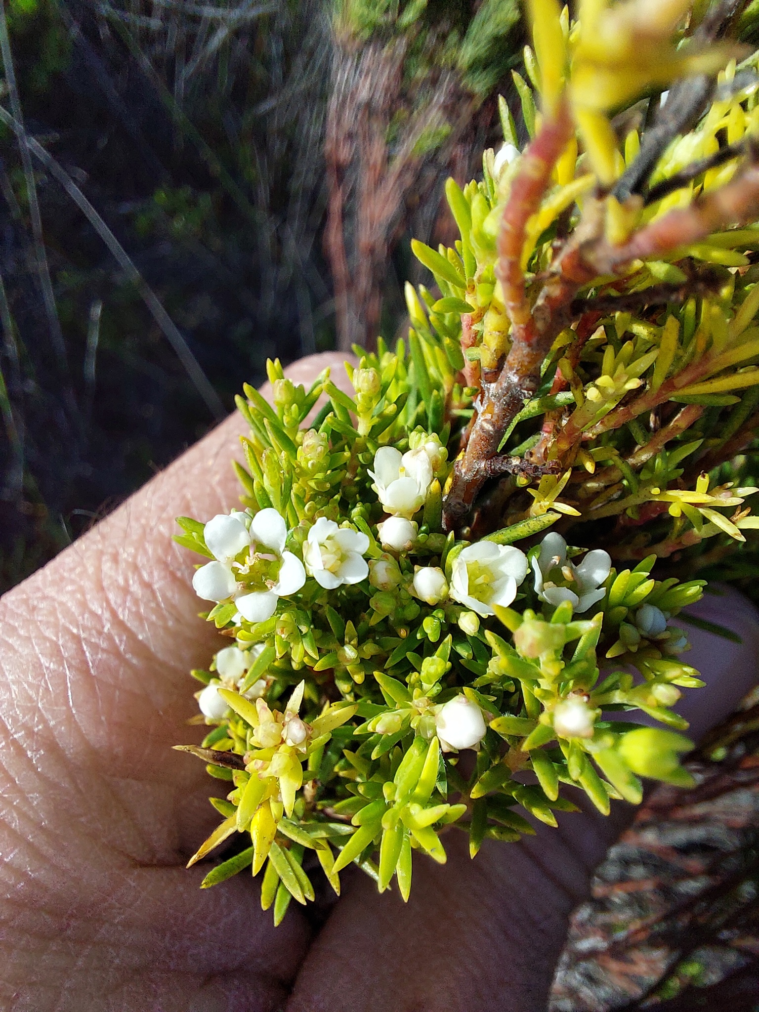 Coleonema album (Thunb.) Bartl. & H.L.Wendl.