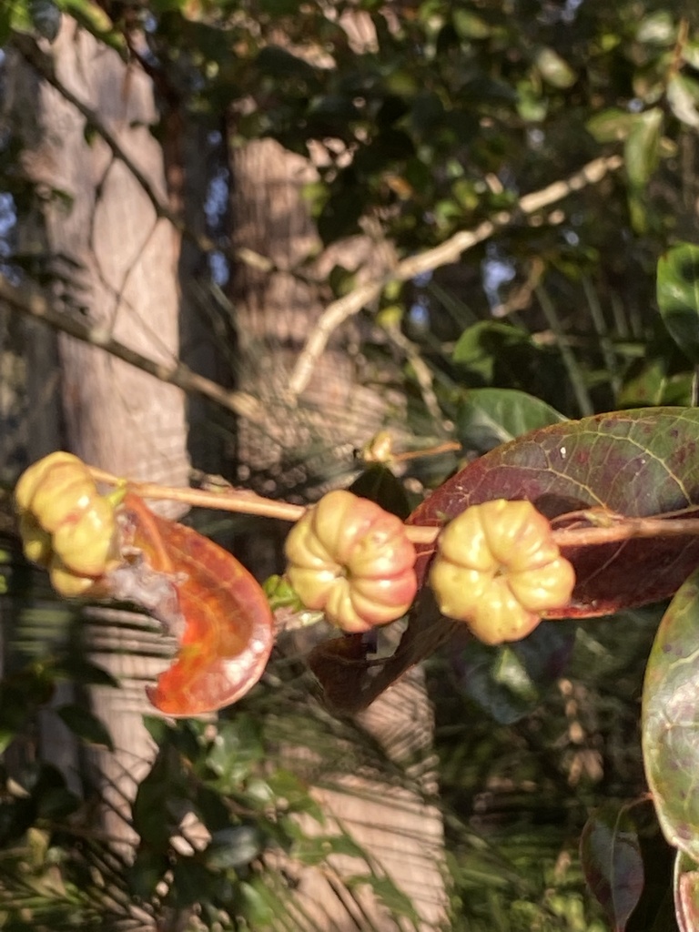 Cheese Tree (Glochidion ferdinandi) - Botanical Realm
