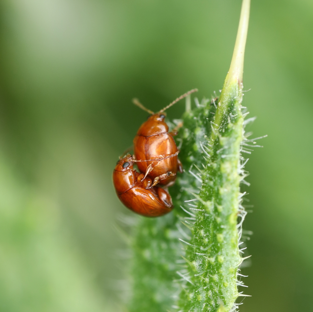 Sphaeroderma testaceum from Oudalle, France on October 12, 2021 at 10: ...