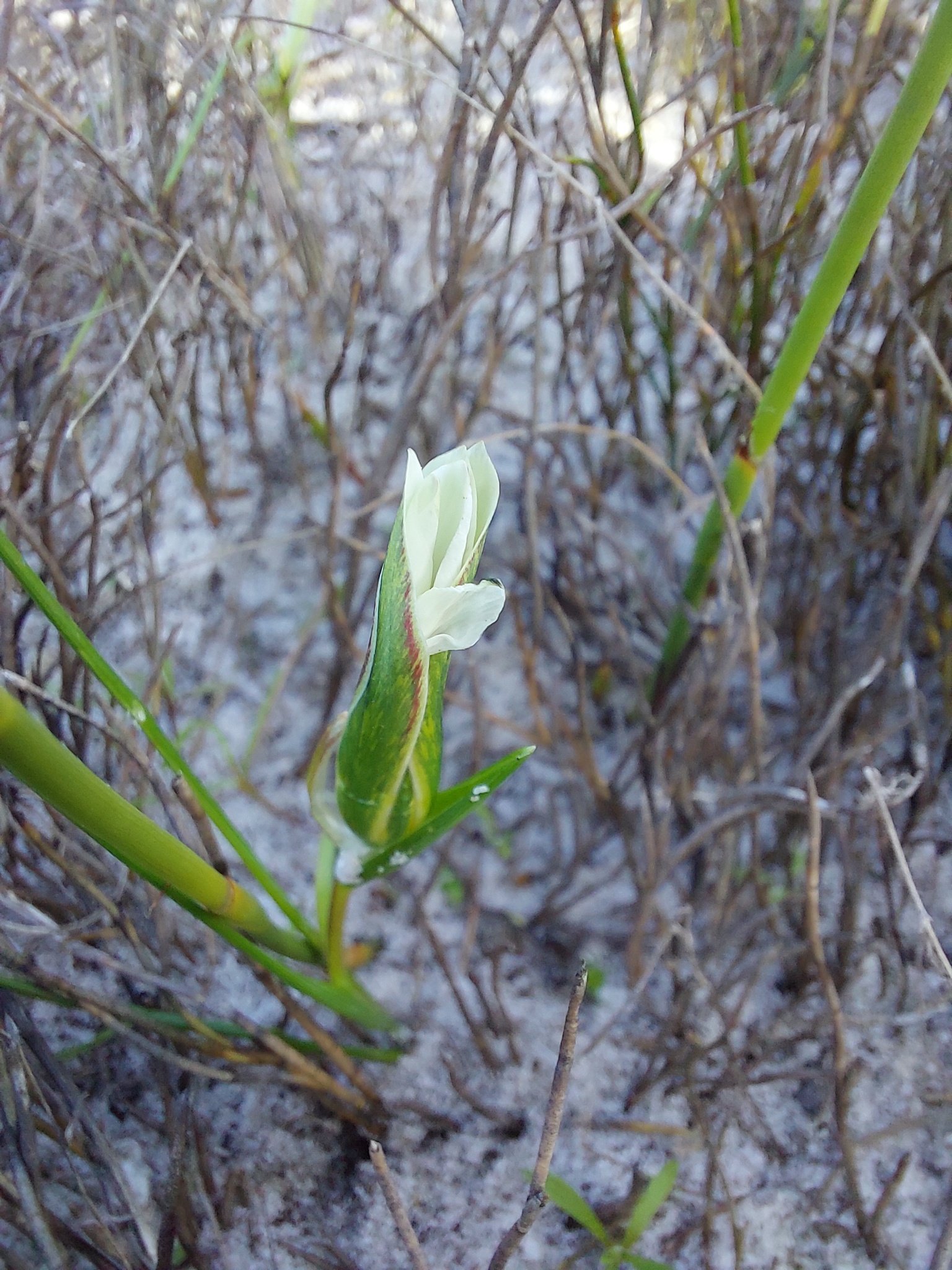 Romulea flava (Lam.) M.P.de Vos