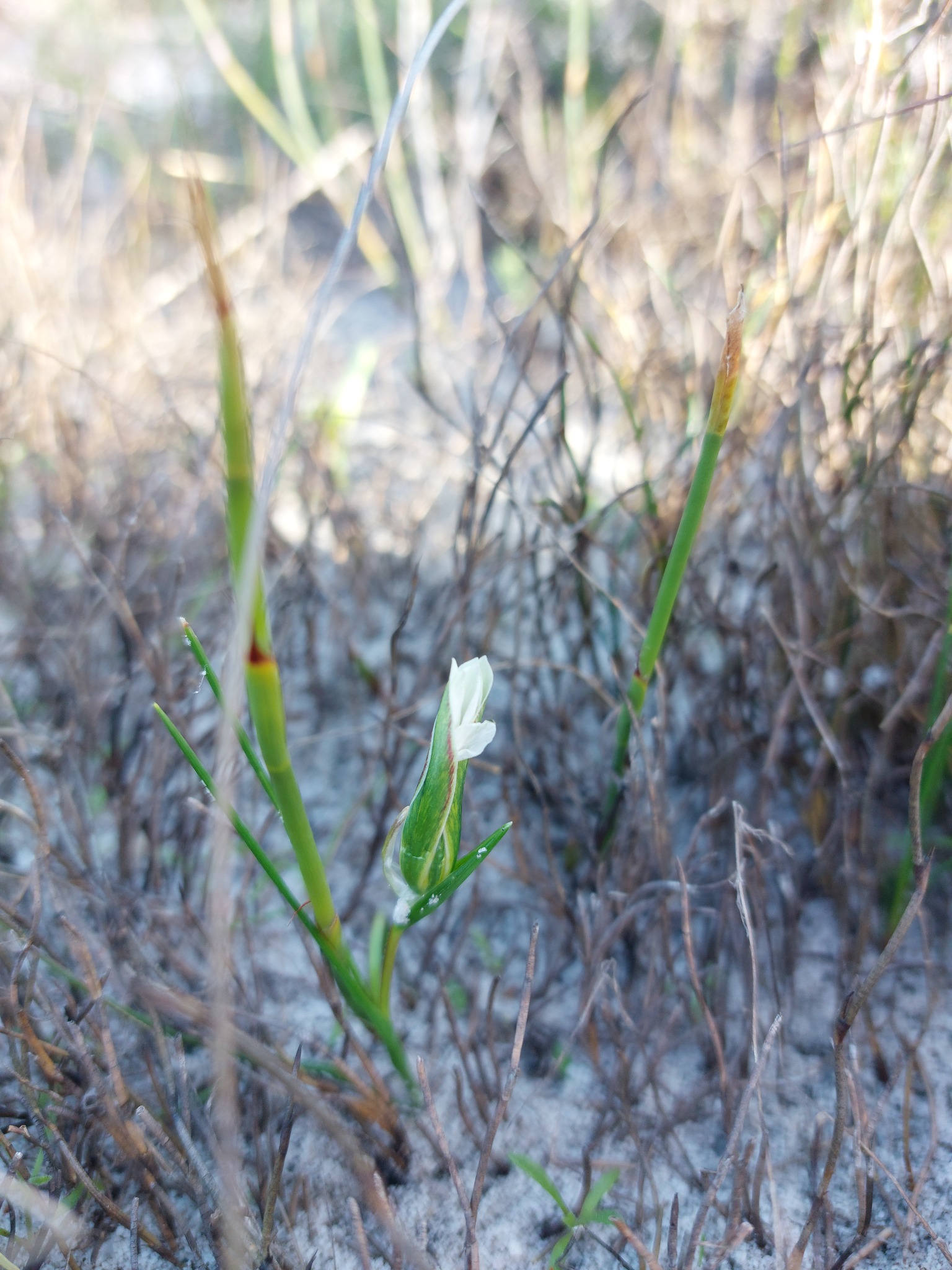 Romulea flava (Lam.) M.P.de Vos
