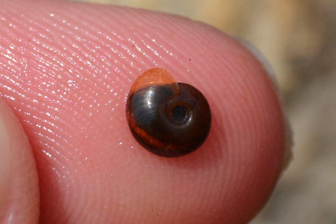 Segmentina nitida (O.F.Müller, 1774)