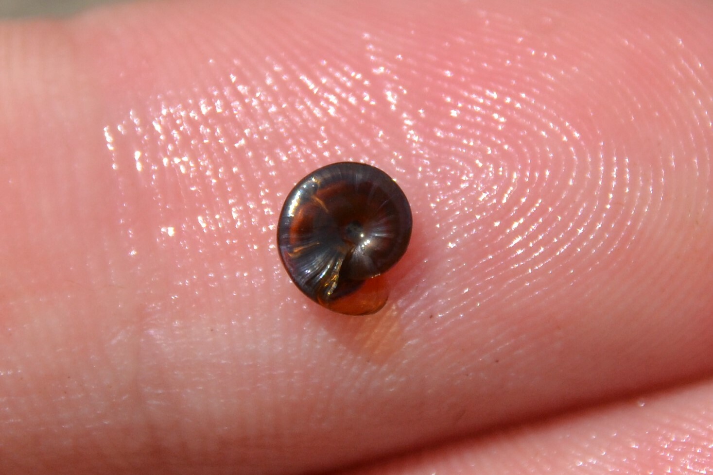 Segmentina nitida (O.F.Müller, 1774)