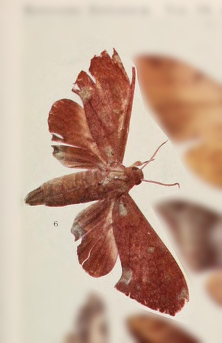 Polyptychus enodia · NaturaLista Colombia