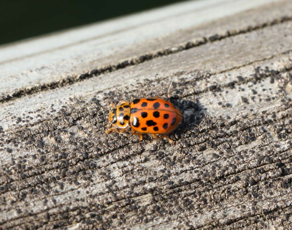 Water Ladybird from Oudalle, France on August 24, 2021 at 11:30 AM by ...