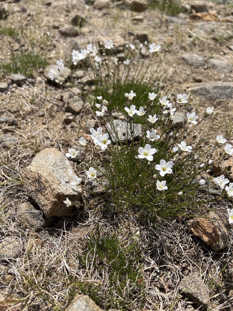 (Eremogone meyeri) - Botanical Realm
