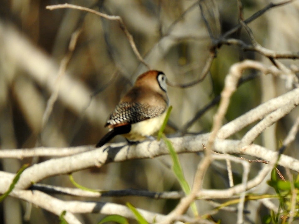 Double-barred Finch from Charters Towers, AU-QL, AU on June 20, 2022 at ...