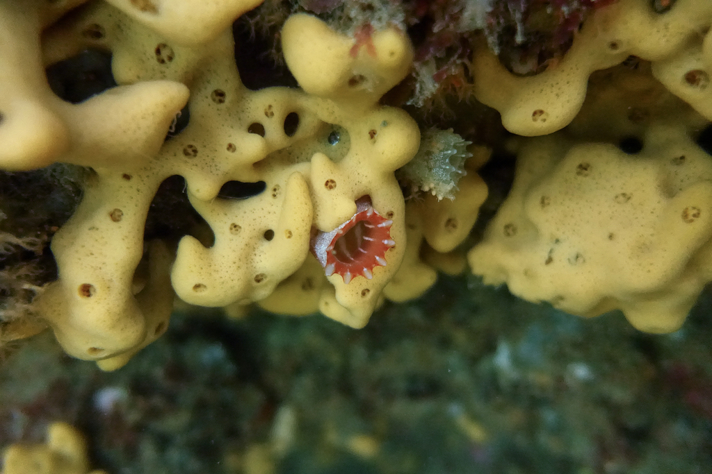 Ascidia from Ricketts Point, Bayside - South, AU-VI, AU on November 29 ...
