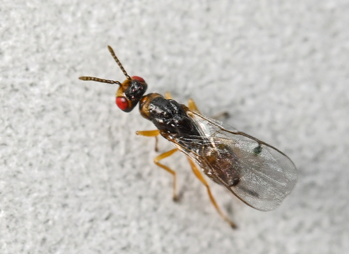 Megastigmus brevicaudis · iNaturalist