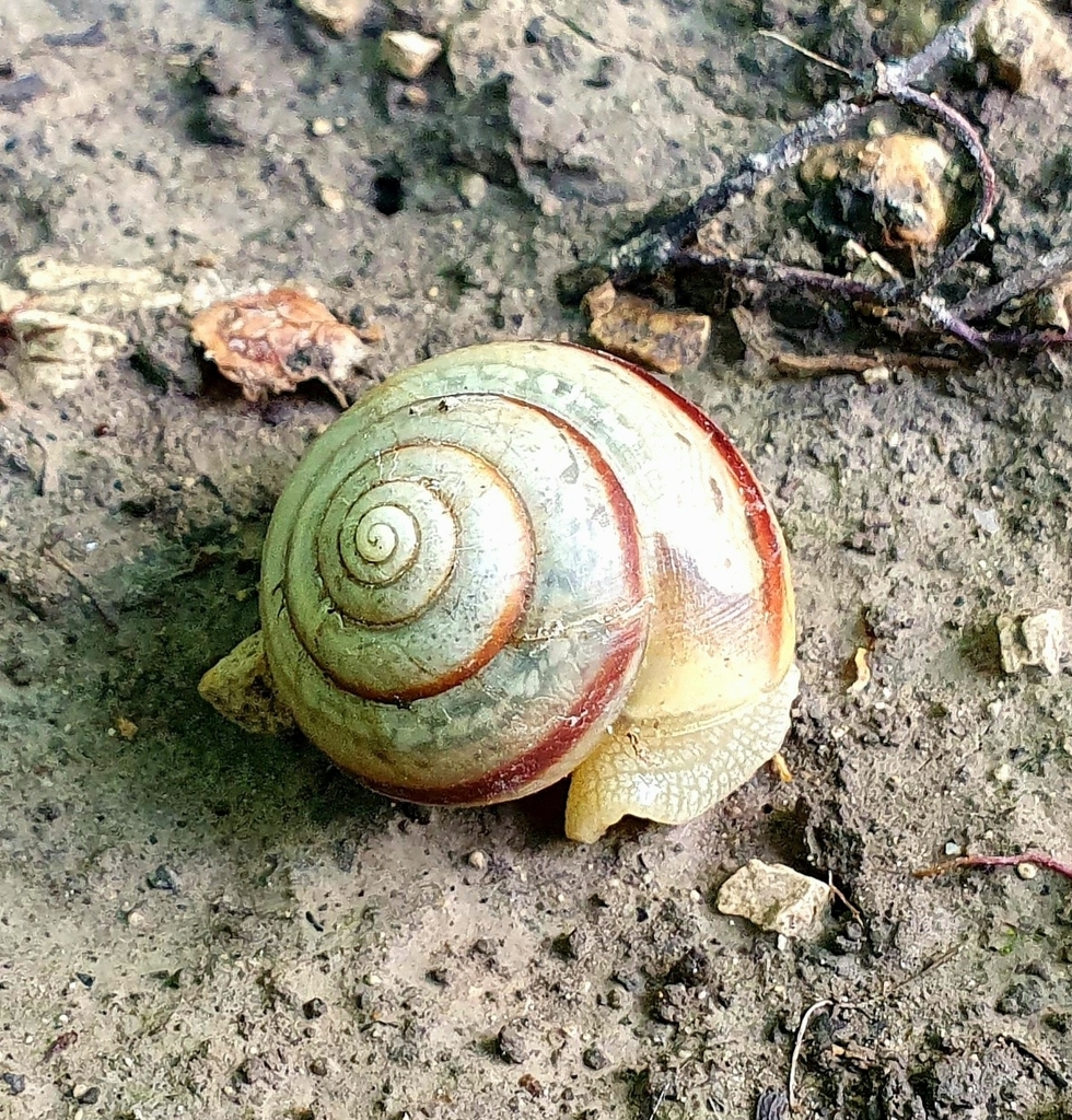 Bush snail from Самарская обл., Россия, 446533 on June 18, 2022 at 05: ...