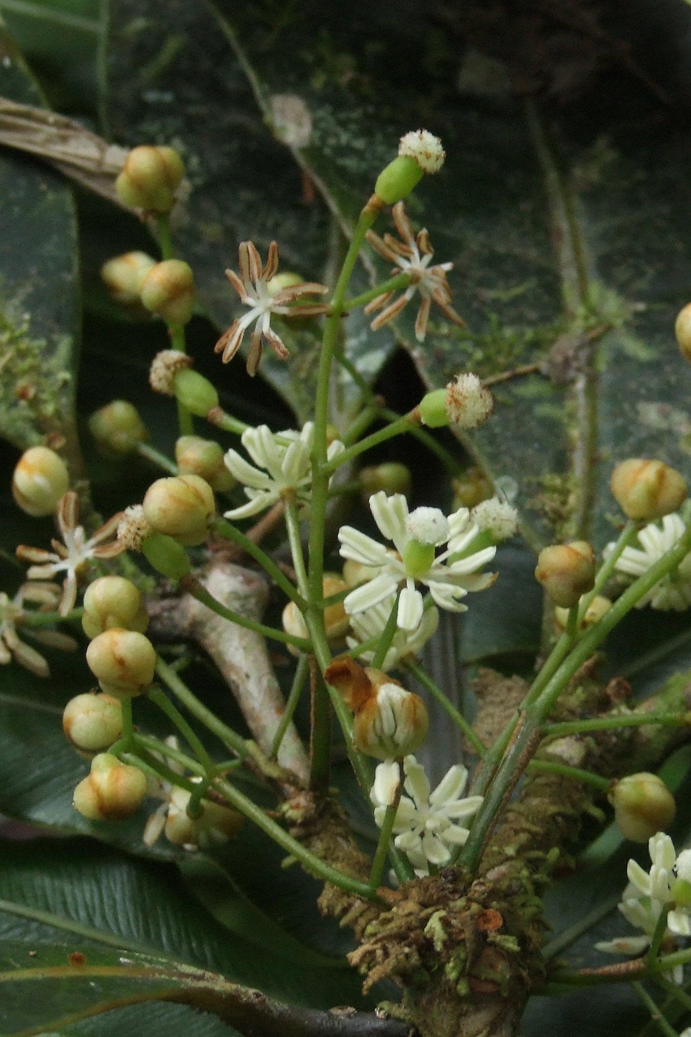 Trimenia neocaledonica Baker fil.