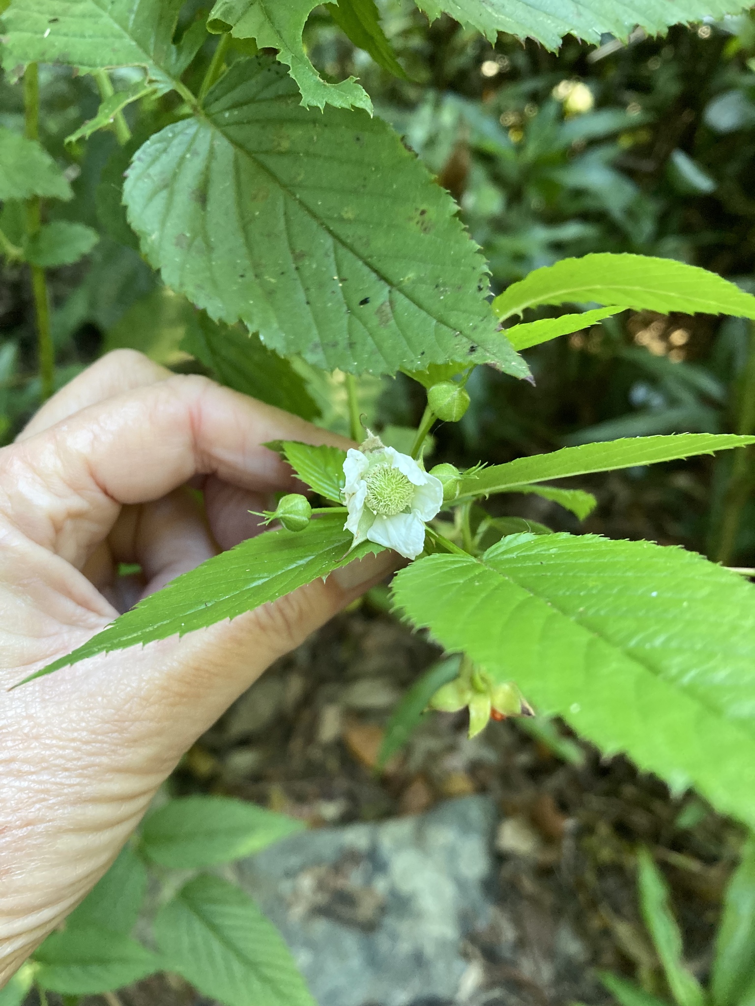 Rubus probus L.H.Bailey
