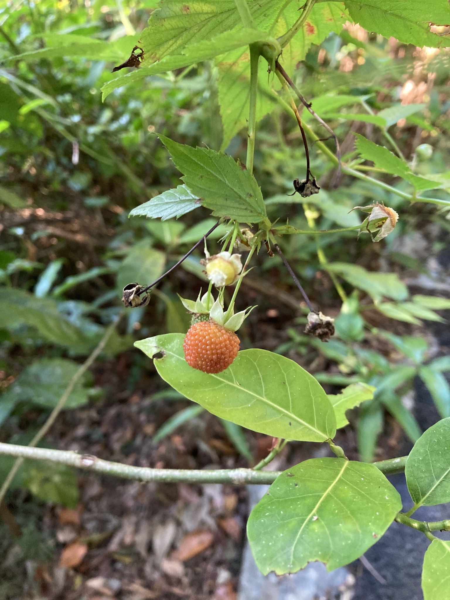 Rubus probus L.H.Bailey