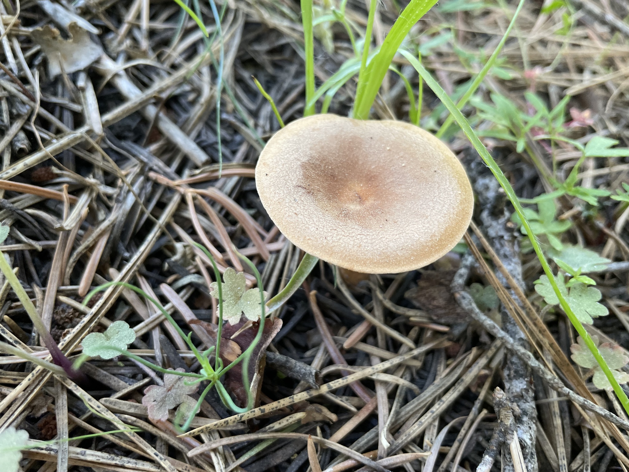 Clitocybe squamulosa (Pers.) P.Kumm.