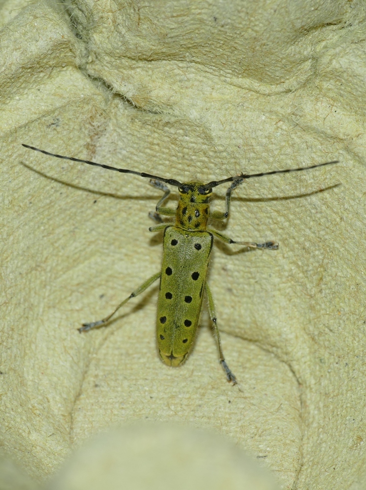 Saperda perforata (Pallas, 1773)