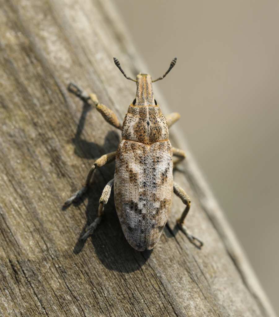 Large Thistle Weevil from Oudalle, France on September 16, 2021 at 01: ...