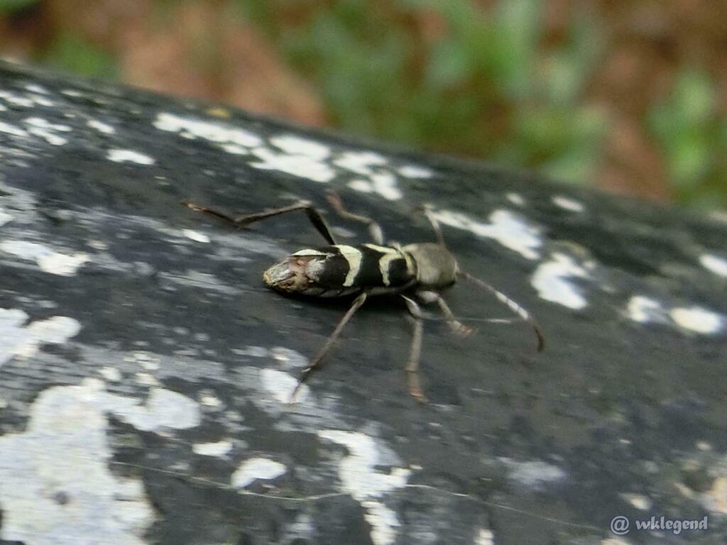 Perissus indistinctus from 香港藍田 on June 20, 2022 at 11:38 AM by ...